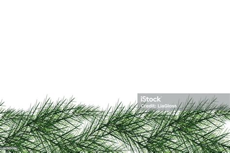 Chrirstmas 장식 전나무와 메리 크리스마스와 새 해 복 많이 인사말 카드 잔 가지 흰색과 녹색 색상 그림입니다 가문비