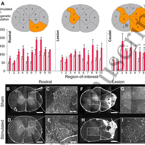 Optogenetic Stimulation Promotes Increased Vascularization In The Download Scientific Diagram