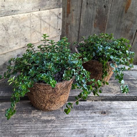 Thyme Thymus Pulegioides Tabor Kalamunda Plant Company