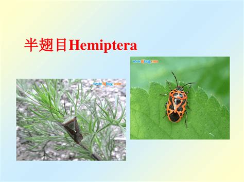 半翅目hemipteraword文档在线阅读与下载免费文档