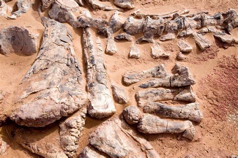 Layer Of Fossils Of Tawachi Desert Of Tenere Niger Superstock