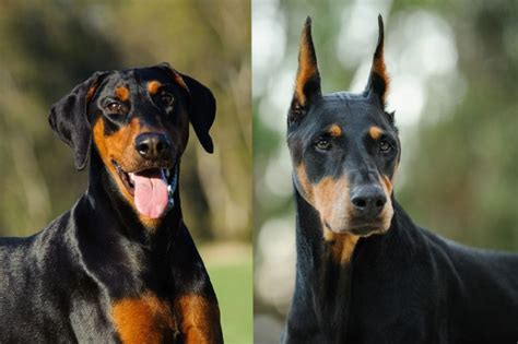 Why Dog Ear Cropping Is Done Dogcrunch