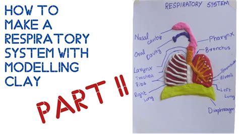 Respiratory System Working Modellungs Model With 49 Off