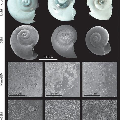 Degradation Of Internal Organic Matter Is The Main Control On Pteropod Shell Dissolution After