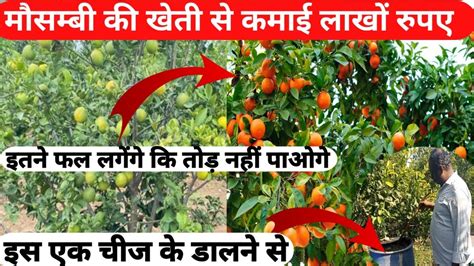 इतने फल लगेंगे कि तोड़ नहीं पाओगे इस एक चिज से डालने सेमौसम्बी की खेती