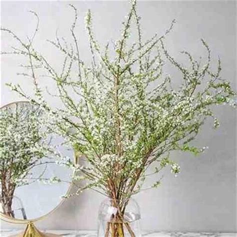 雪柳鮮枝水培鮮切花噴雪花水x培幹支枝條插花水培遇水開花的乾燥樹枝 Taobao