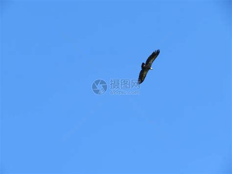 秃鹰的宝贵形象高清图片下载 正版图片503793887 摄图网