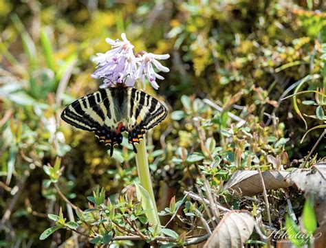 ショウジョウバカマで吸蜜するギフチョウ 蝶鳥写楽