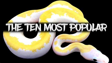 The 10 Most Popular Ball Python Morphs Youtube