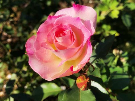 バラ 薔薇 の育て方地植えと鉢植え栽培のコツは苗の植え付け方法はGreenSnapグリーンスナップ