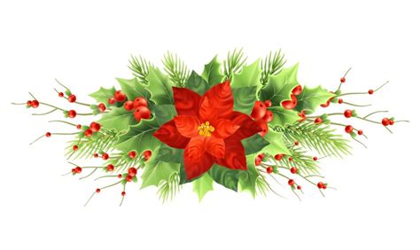 Flor De Nochebuena De Navidad Ilustración Vectorial Realista Png