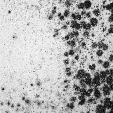 The Threat Of Black Mold To Architecture And Its Inhabitants Archdaily