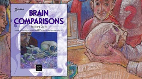 Brain Comparisons Bioed Online
