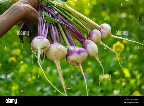 Close Up Of A Female Hand Holding Young Turnips In Closeup Hand