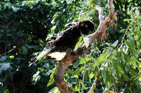Yellow Tailed Black Cockatoo Zanda Funerea Sitting On A Tree Branch