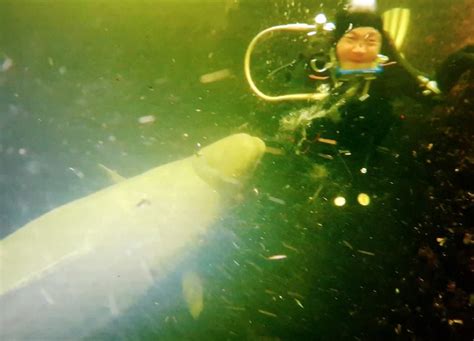 眭澔平 為了紀錄傳說中的白鯨，我倍極艱辛地經歷了極地北冰洋的冰潛極限挑戰。俄羅斯北極朔風野大掛戈成冰，海底幽冥深邃