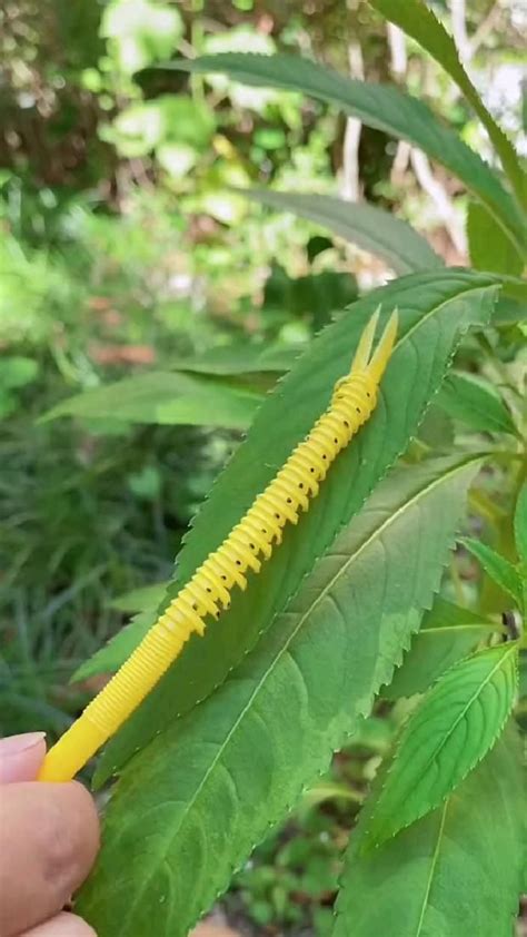 Butterfly Bush Why You Shouldn T Grow It What To Grow Instead Artofit
