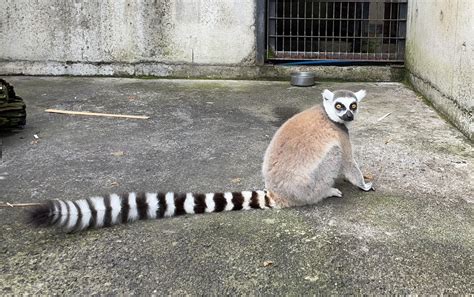 ワオキツネザル宇都宮動物園みんなで作る動物マップ 宇都宮動物園 大道芸イベント
