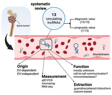 Cancers Free Full Text Circulating Long Non Coding Rnas As Novel