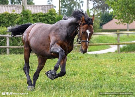 马 摄影图 野生动物 生物世界 摄影图库 昵图网