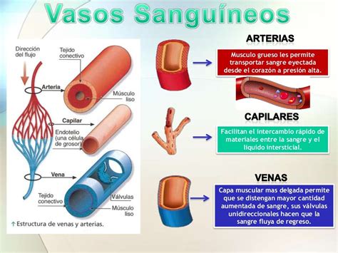 Sobre Os Vasos Sanguíneos é Incorreto Afirmar Que FDPLEARN