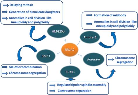 Brca2 Interacts With Various Proteins Involved In Cell Cycle