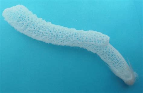 Euplectella