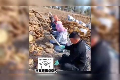 敲瓜子解压吗 向日葵：全招还不行吗