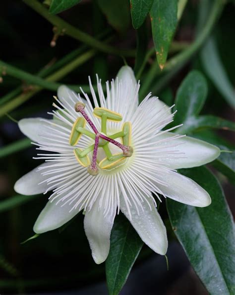 Passiflora Caerulea Passifloraceae Common Passion Flower Indoor
