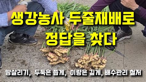 생강농사 두줄재배로 정답을 찾다 땅살리기 두둑은 좁게 이랑은 깊게 배수관리 철저 Youtube