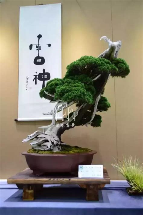 中國盆景大師史佩元盆景作品欣賞 每日頭條
