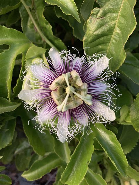 Found This Beautiful Passion Flower On My Evening Walk Theres A Whole Wall Of Them Rgardening