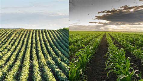 Kttn Radio On Linkedin Usda Sees A Record Large Us Corn And Soybean