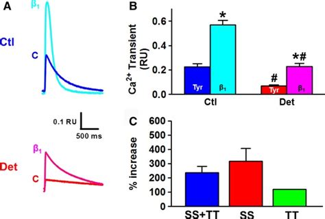 Effect Of Selective β1 Adrenergic Stimulation On Ca2 Transient Of