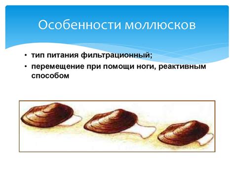 Двустворчатые моллюски 7 класс презентация онлайн