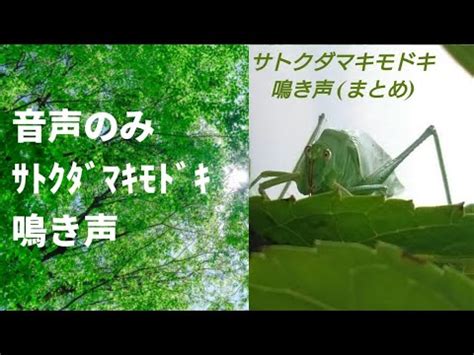 サトクダマキモドキメスの鳴き声音声のみ YouTube
