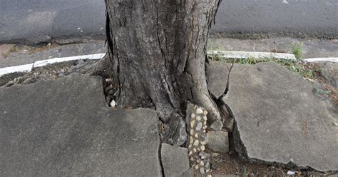 How Do You Repair A Driveway Damaged By Tree Roots