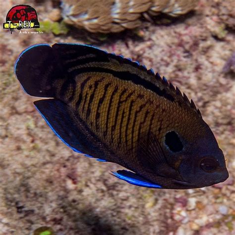 Blue Fin Angel Centropyge Multispinis