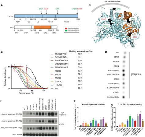 Double Pik3ca Mutations In Cis Increase Oncogenicity And Sensitivity To