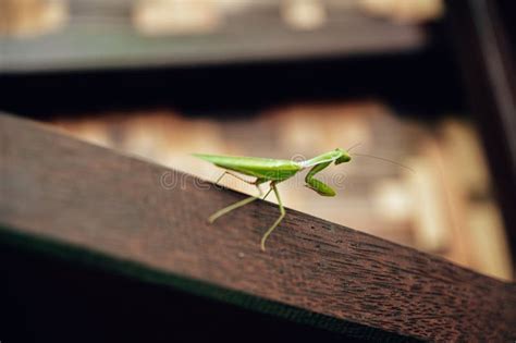 A Grasshopper Resting On The Surface Of A Wood Stock Image Image Of Beauty Environment