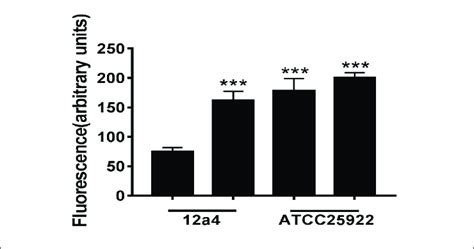 Tetracycline Accumulation And Release By E Coli In The Presence And