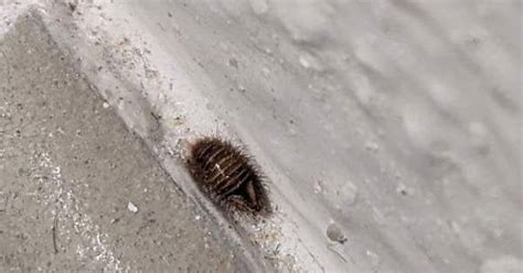 What Bugs Are These R Homeowners