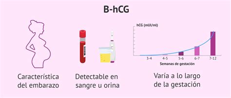 Características De La Beta Hcg