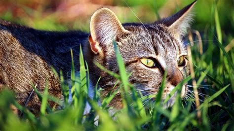 Ways To Hunt T Sql Query Plans