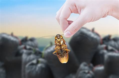 Pest Control East London Expert And Fast Best Pest Control