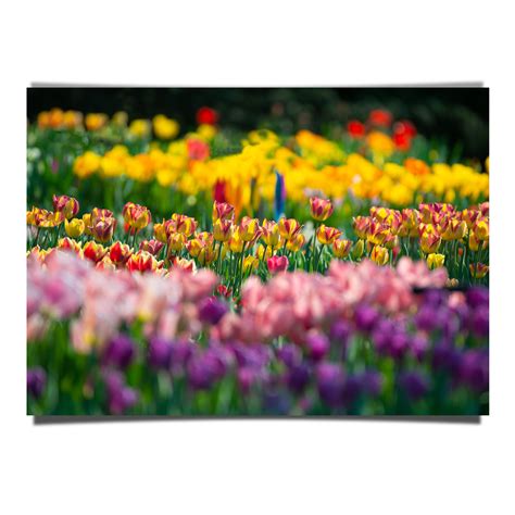 Tulip Field Pickaprint
