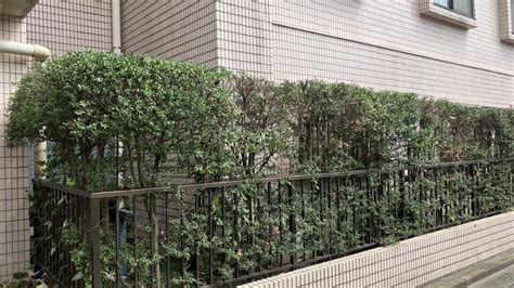 庭の病害虫対策自然派でもできる防除方法 世田谷区 戸建て専門の庭師庭木剪定植栽植木屋もみじ庭園