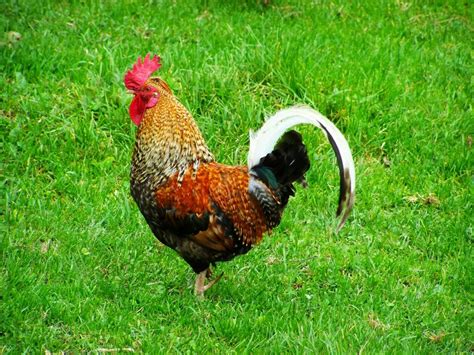Cock 7th Moon Day Day Of Choosing The Direction Of Your Way