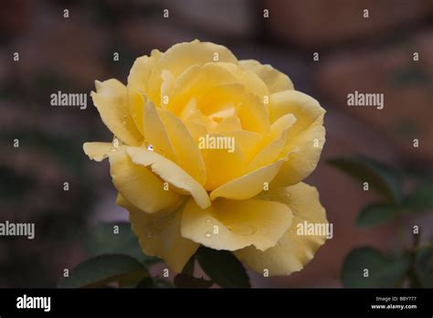 Yellow Hybrid Tea Rose Raindrops At Duke Gardens Durham Nc Usa Stock