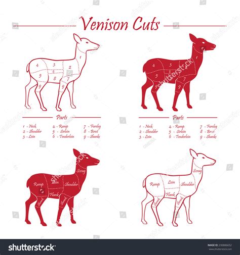 Venison Meat Cut Diagram Scheme Elements Stock Vector Royalty Free